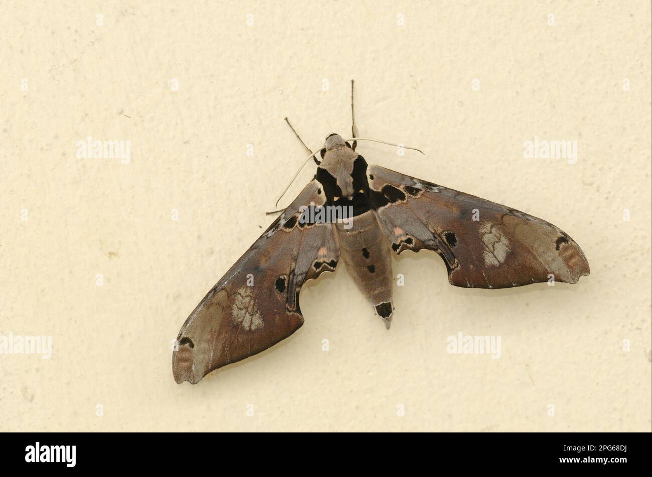 Insects, Moths, sphingid (Sphingidae), Animals, Other animals, Hawkmoth ...