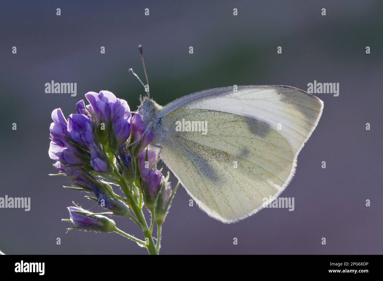 Cabbage or Small White Butterfly, introduced in North America in 1860 ...