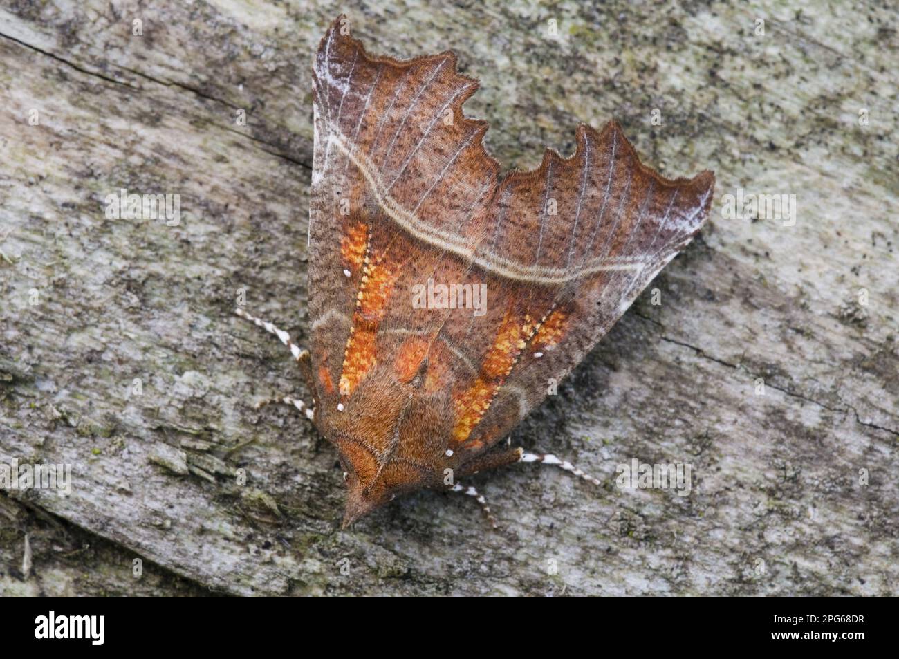 Scops Owl, Cinnamon Scops Owl, Orange Scops Owl, Yolk Willow Moth ...