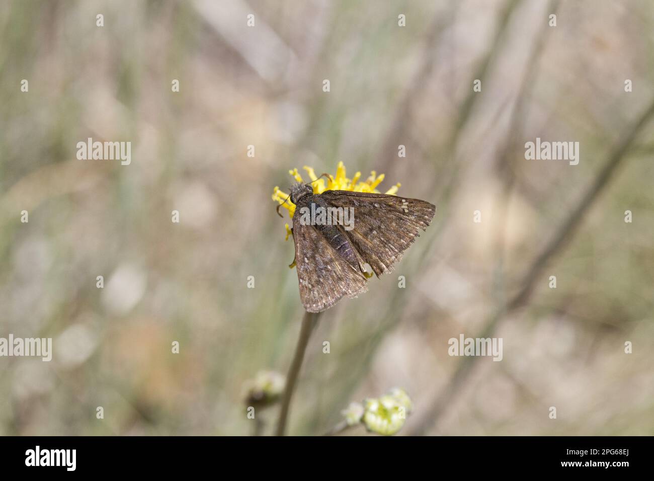 Insects of north america hi-res stock photography and images - Alamy