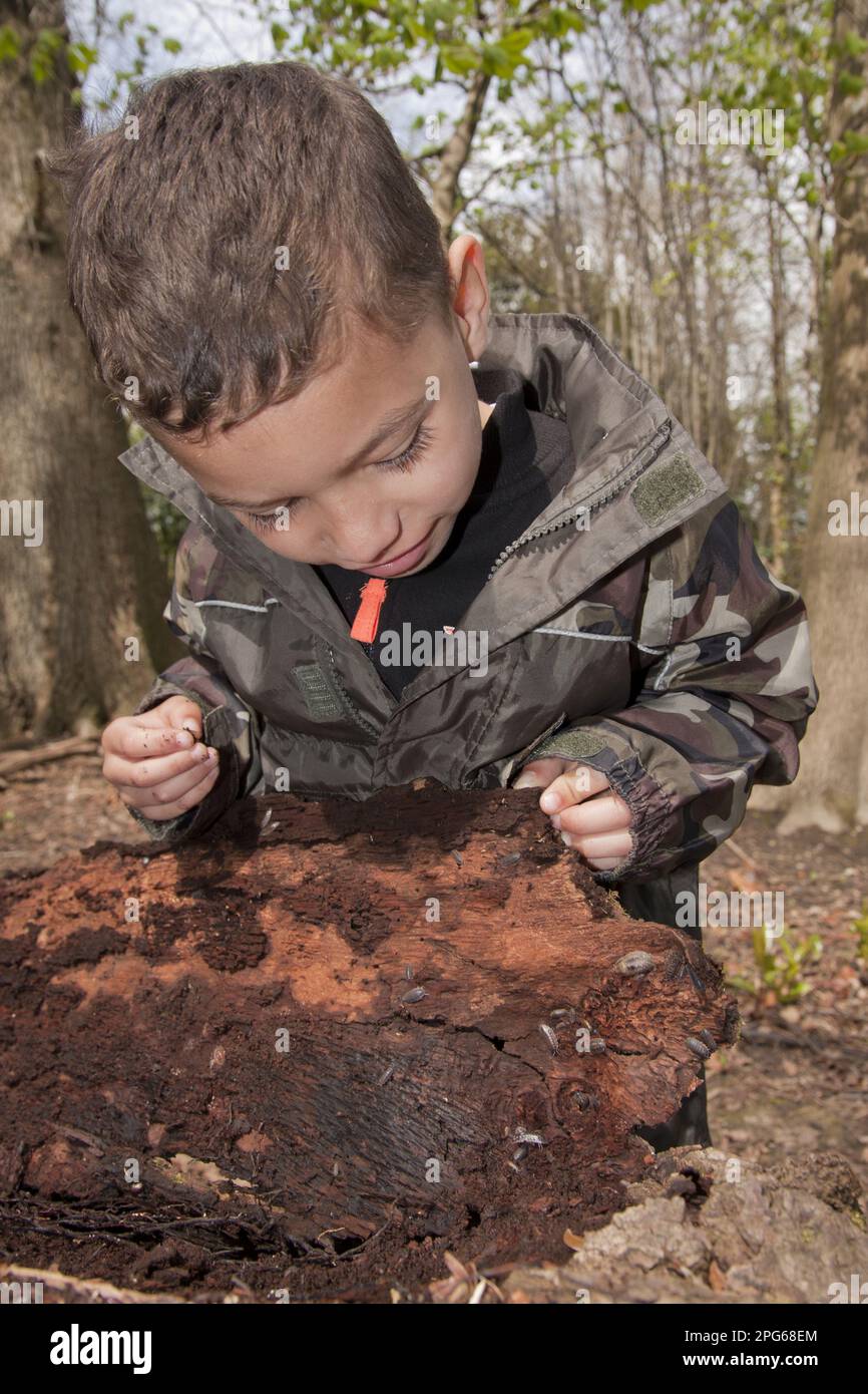 Young boy looking at woodlice on rotting log in woodland, West Sussex ...