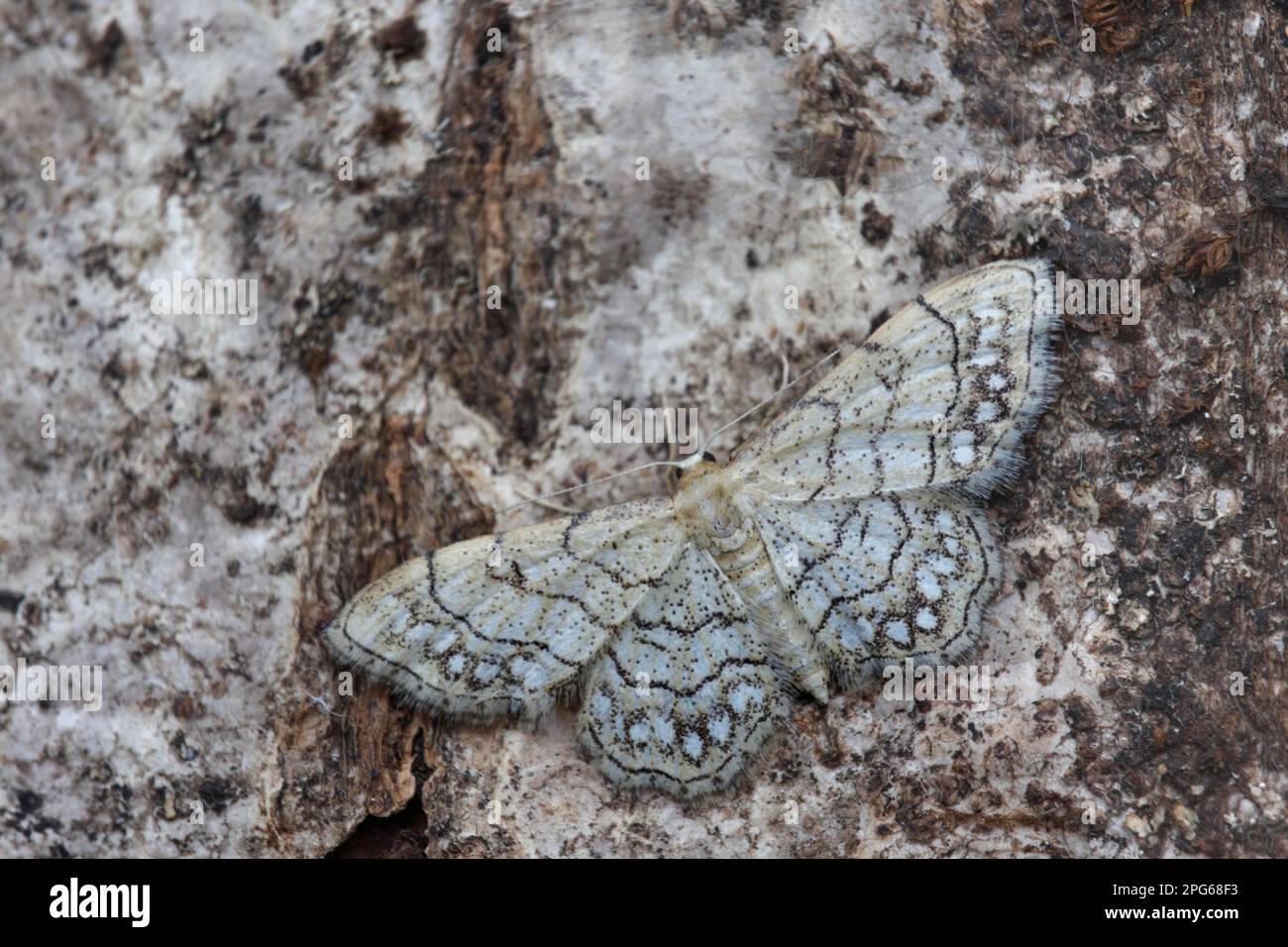 Pearl-bordered moth, chequered wave (Idaea moniliata), Insects, Moths ...