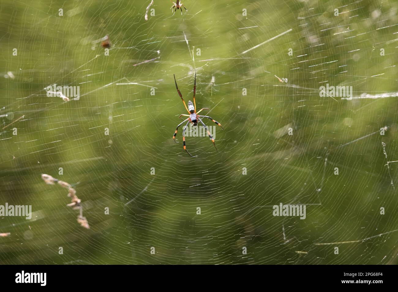 Silk spider, nephilids (nephila), Other animals, Spiders, Arachnids ...