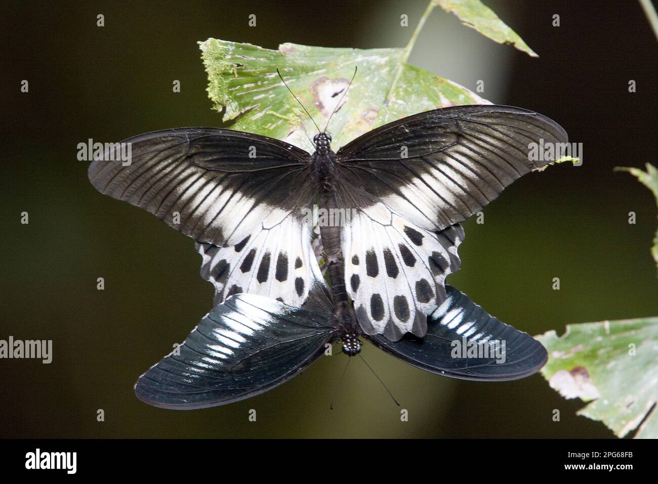 Blue swallowtail butterfly (Papilionidae), Other animals, Insects ...