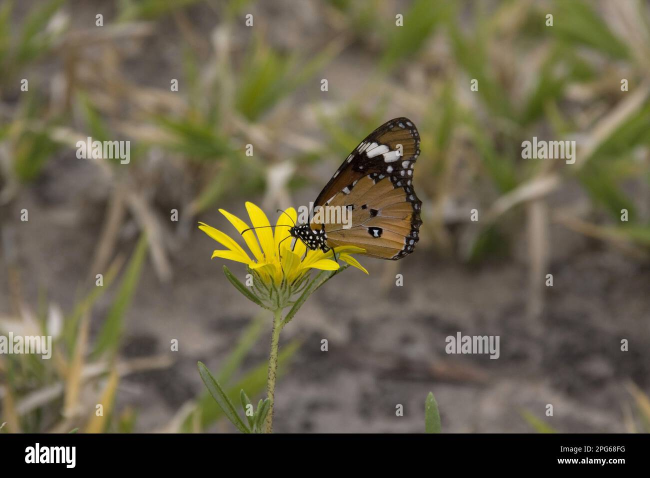 Small Monarchnic Monarch, Common Tiger, Other animals, Insects ...