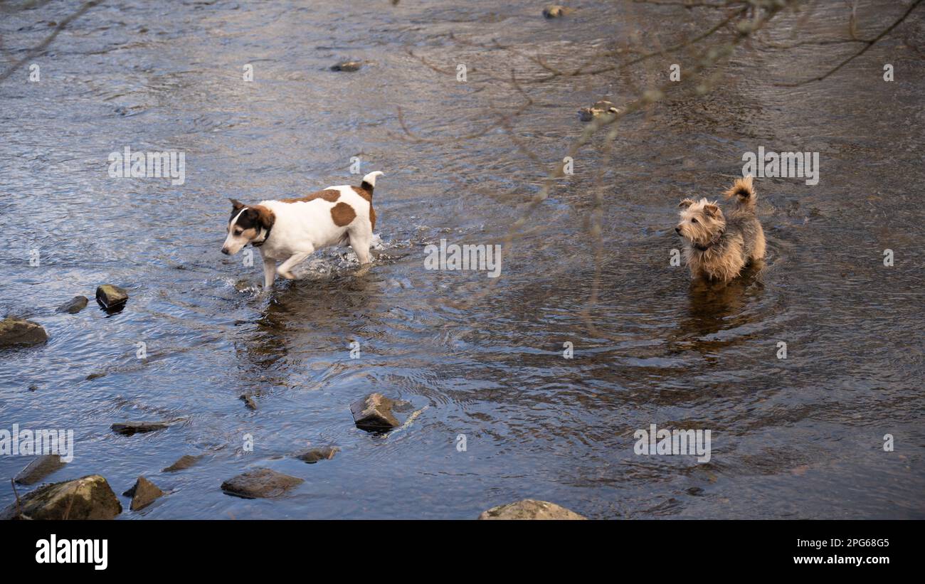 Dogs playing in the lake. Dogs that bring the stick thrown by their ...