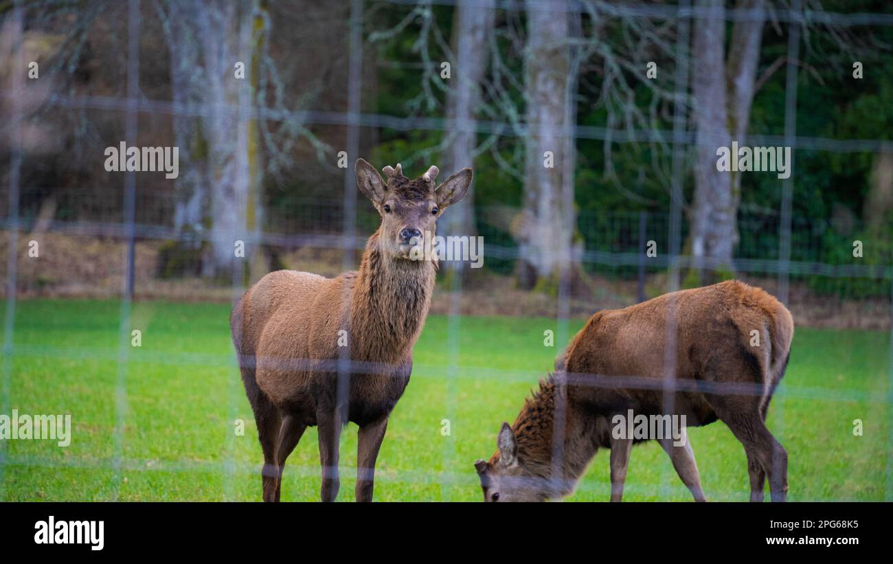 Brown deer foraging at a deer farm. Green grass and wire mesh Stock ...