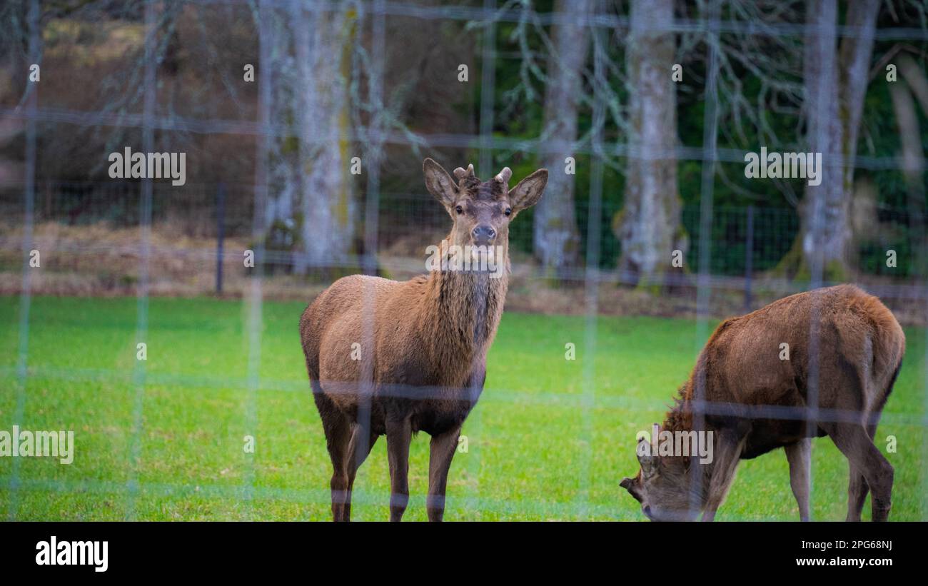 Brown deer foraging at a deer farm. Green grass and wire mesh Stock ...