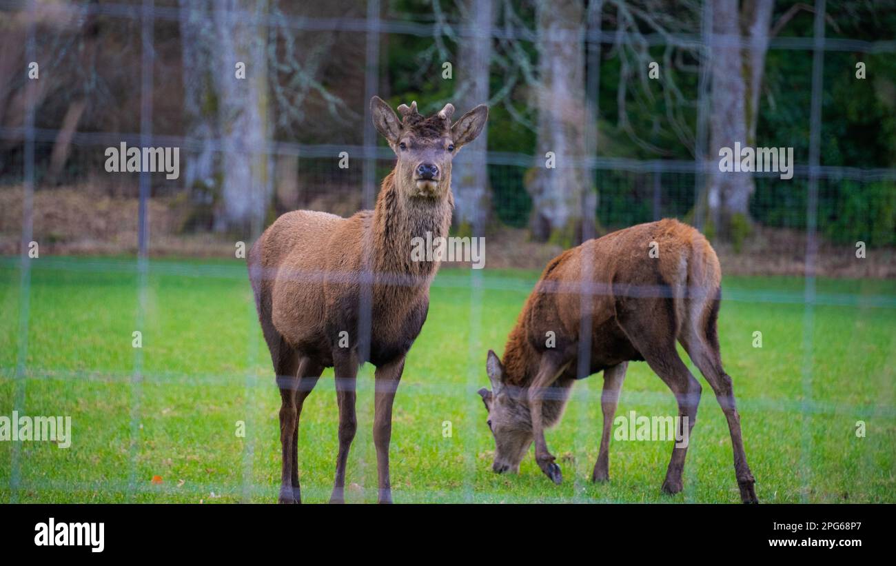 Brown deer foraging at a deer farm. Green grass and wire mesh Stock ...