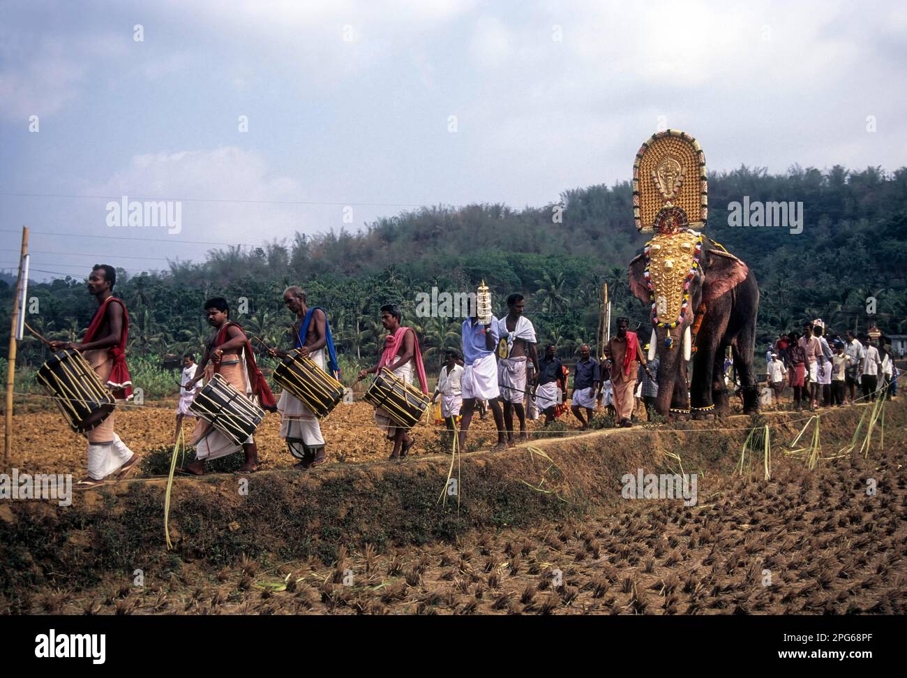 Musicians in front of decorated elephants walking through the narrow ...