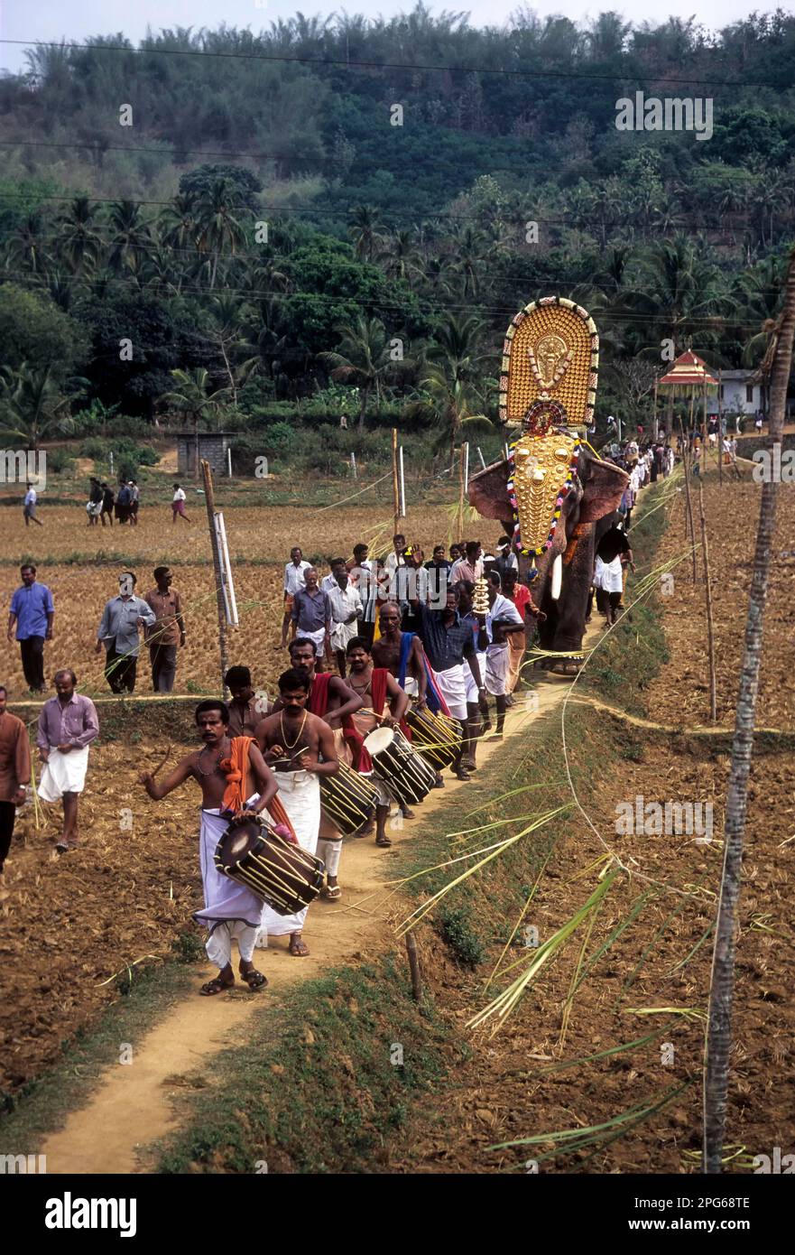 Musicians in front of decorated elephants walking through the narrow ...
