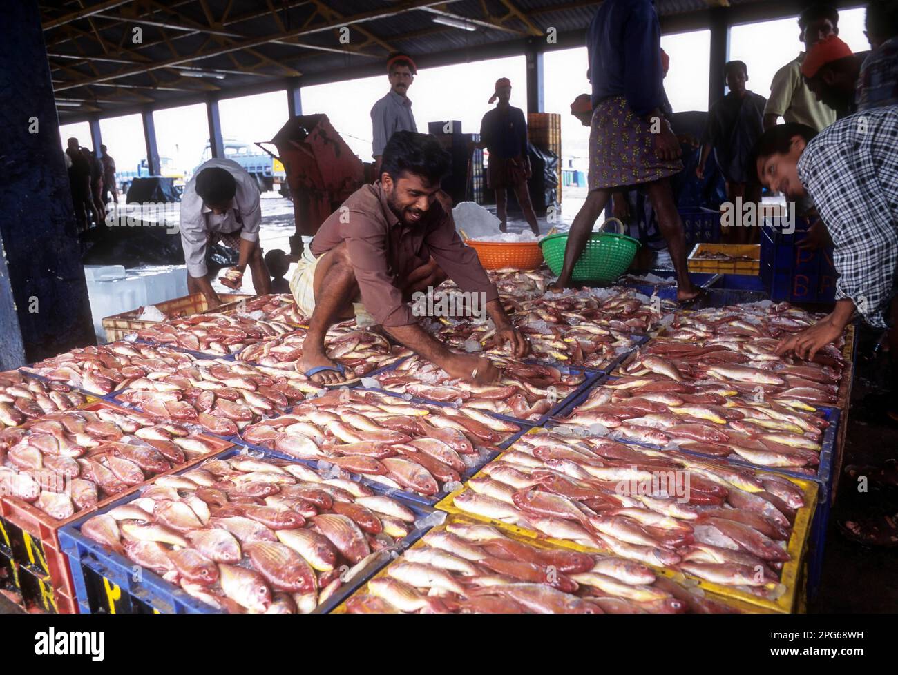 Fish being packed for delivery to different places to Kerala from ...