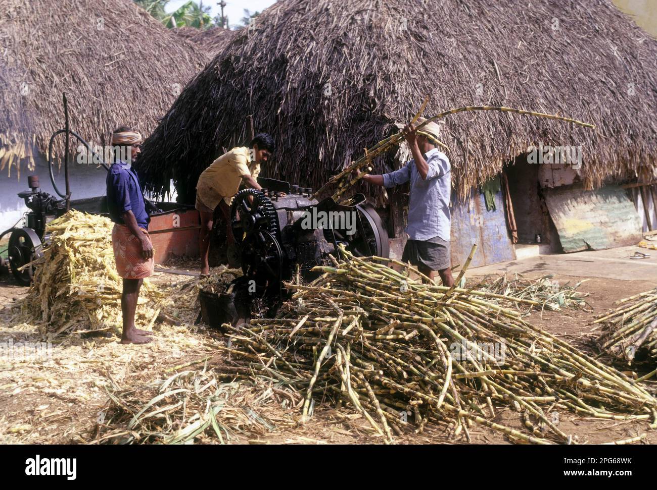 Crushing sugar cane to make unrefined sugar jaggery or gur, Tamil Nadu ...