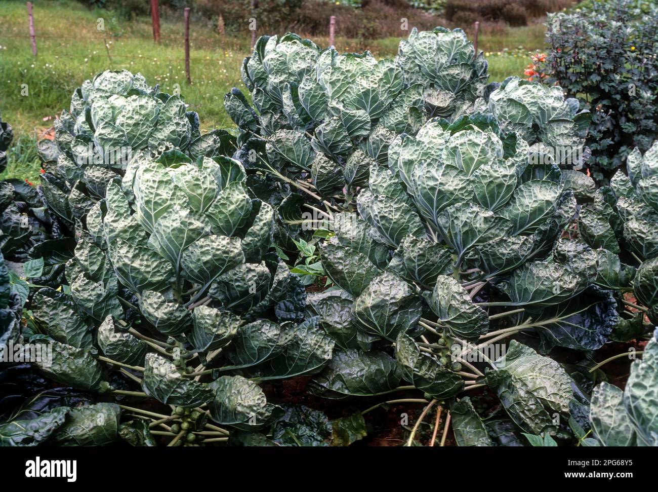 Brussel Sprouts Brassica Oleracea Var Gemmifera In Udhagamandalam Ooty Nilgiris Tamil Nadu