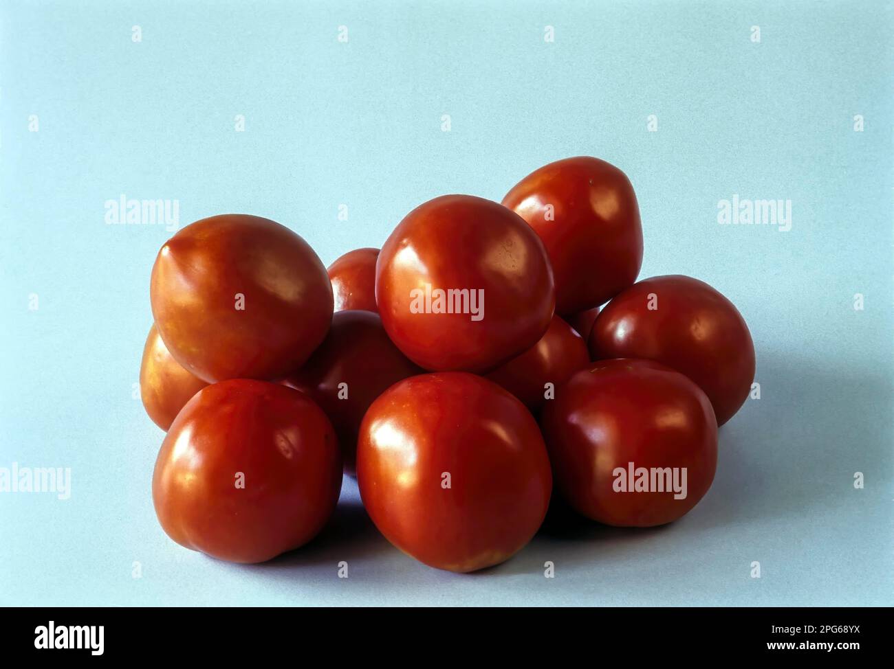 Tomatoes (Solanum lycopersicum L.) India, Asia Stock Photo - Alamy
