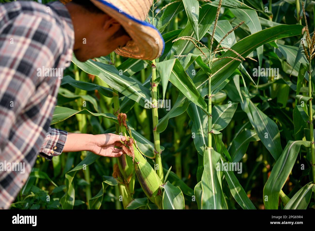 Asian male farmer working in his corn field, checking the corn for the ...