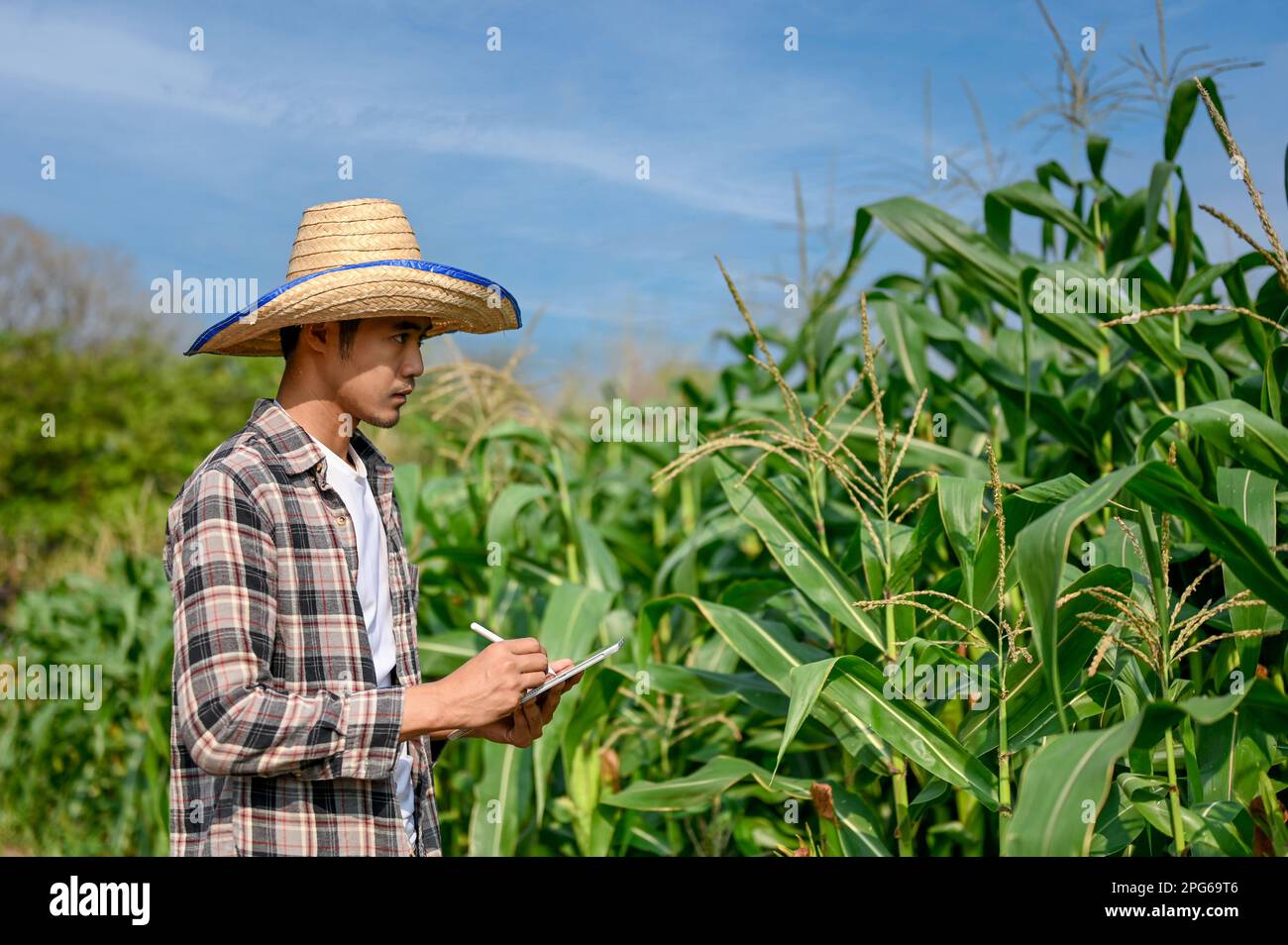 Young farmer using digital tablet to keep up the process in corn ...