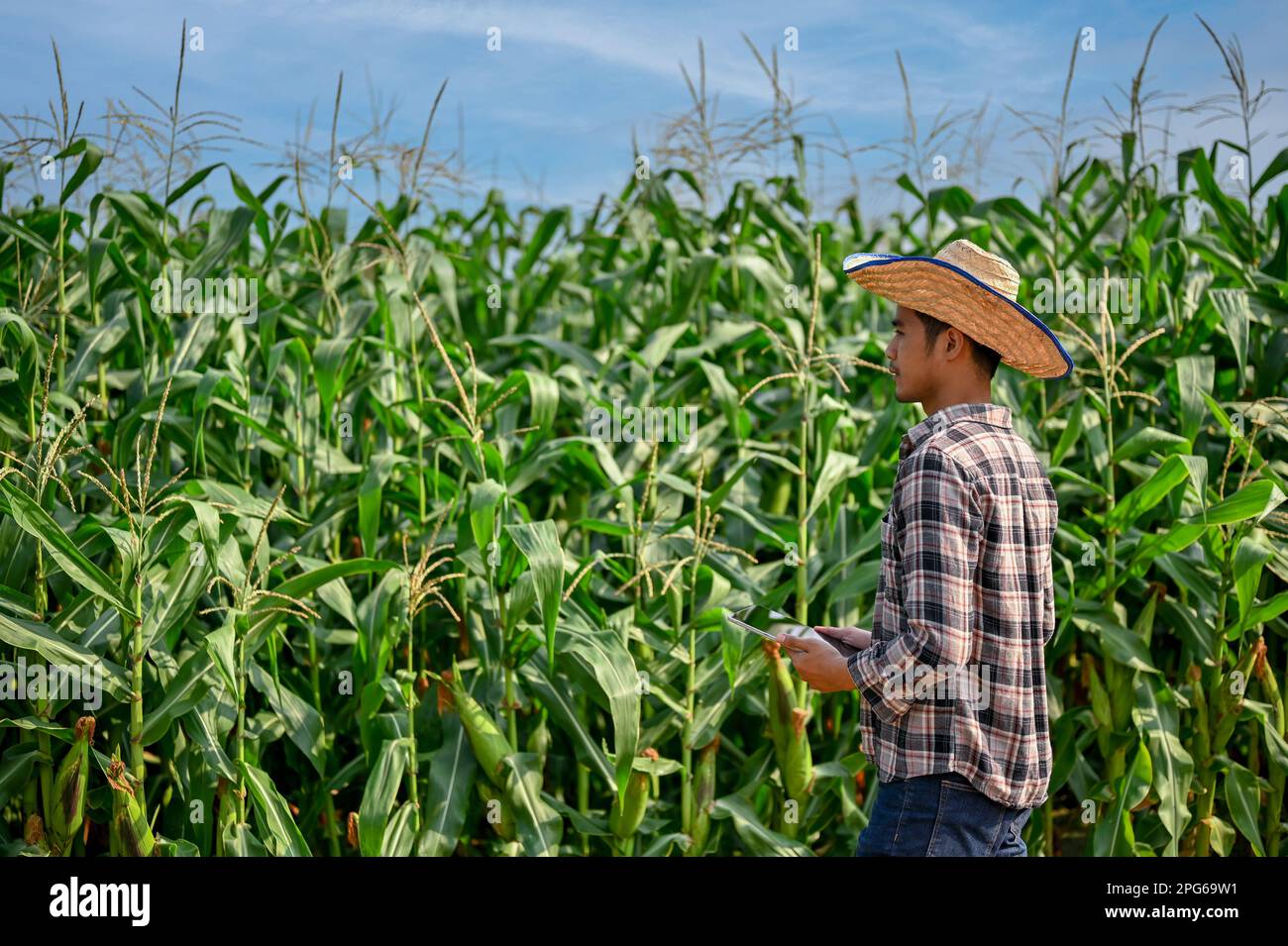 Asian male farmer working in his corn field, checking the corn for the ...