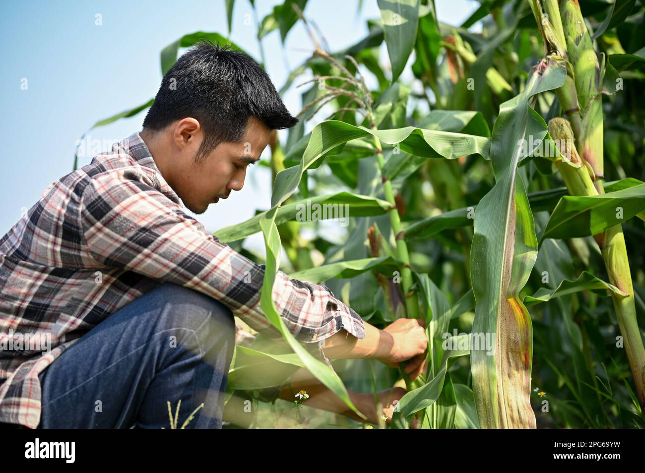Young Asian farmer checking and harvesting the corn at his farm Stock ...