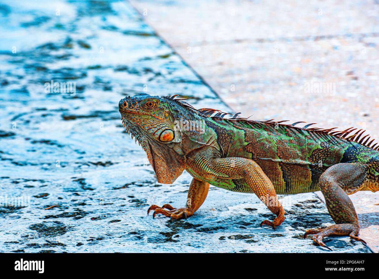 Iguana reptilian, exotic wild dragon. Close-up of the head of an iguana ...
