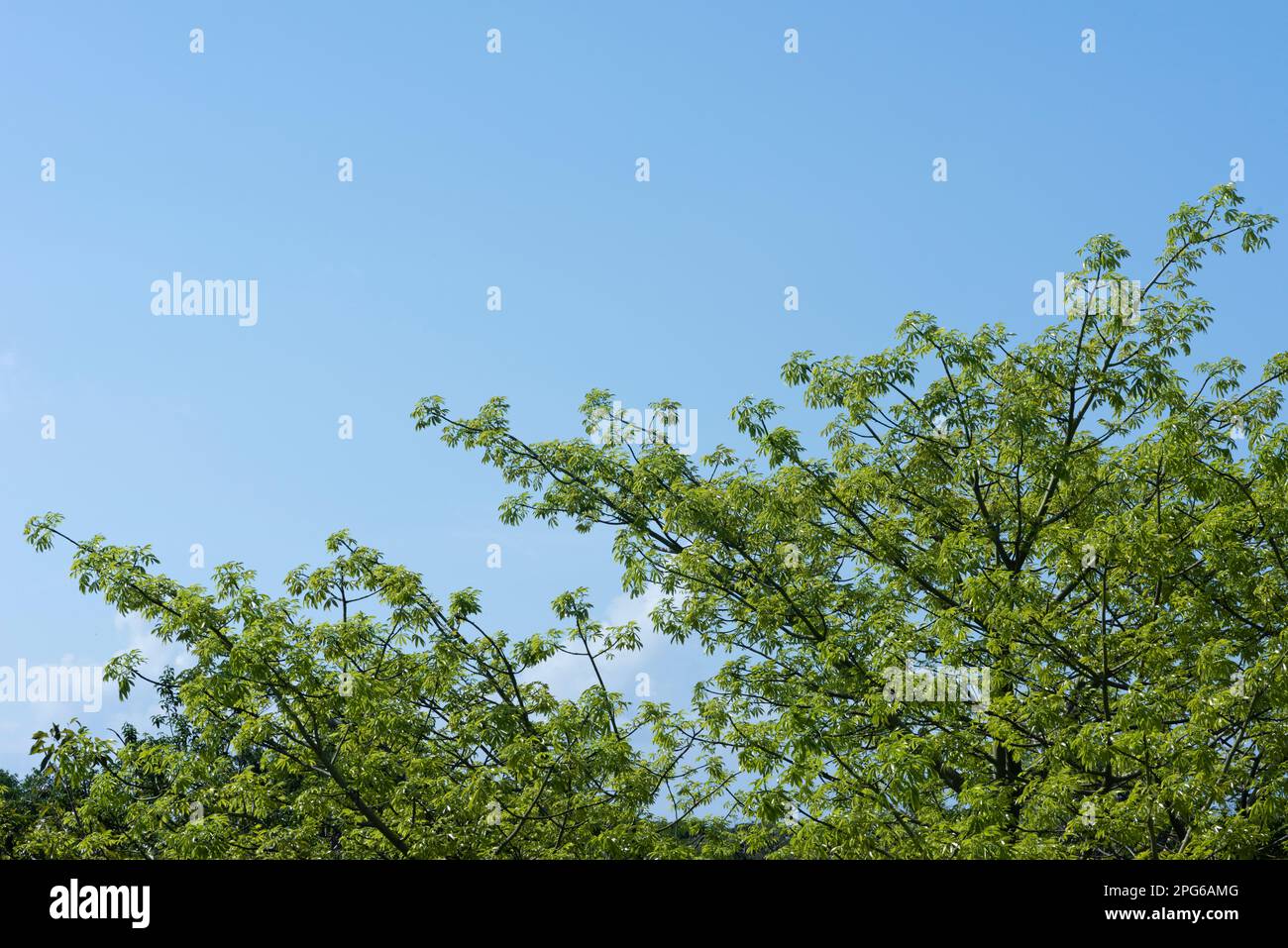 Green leaves against the blue sky of a Ceiba plant, sacred tree of the ...