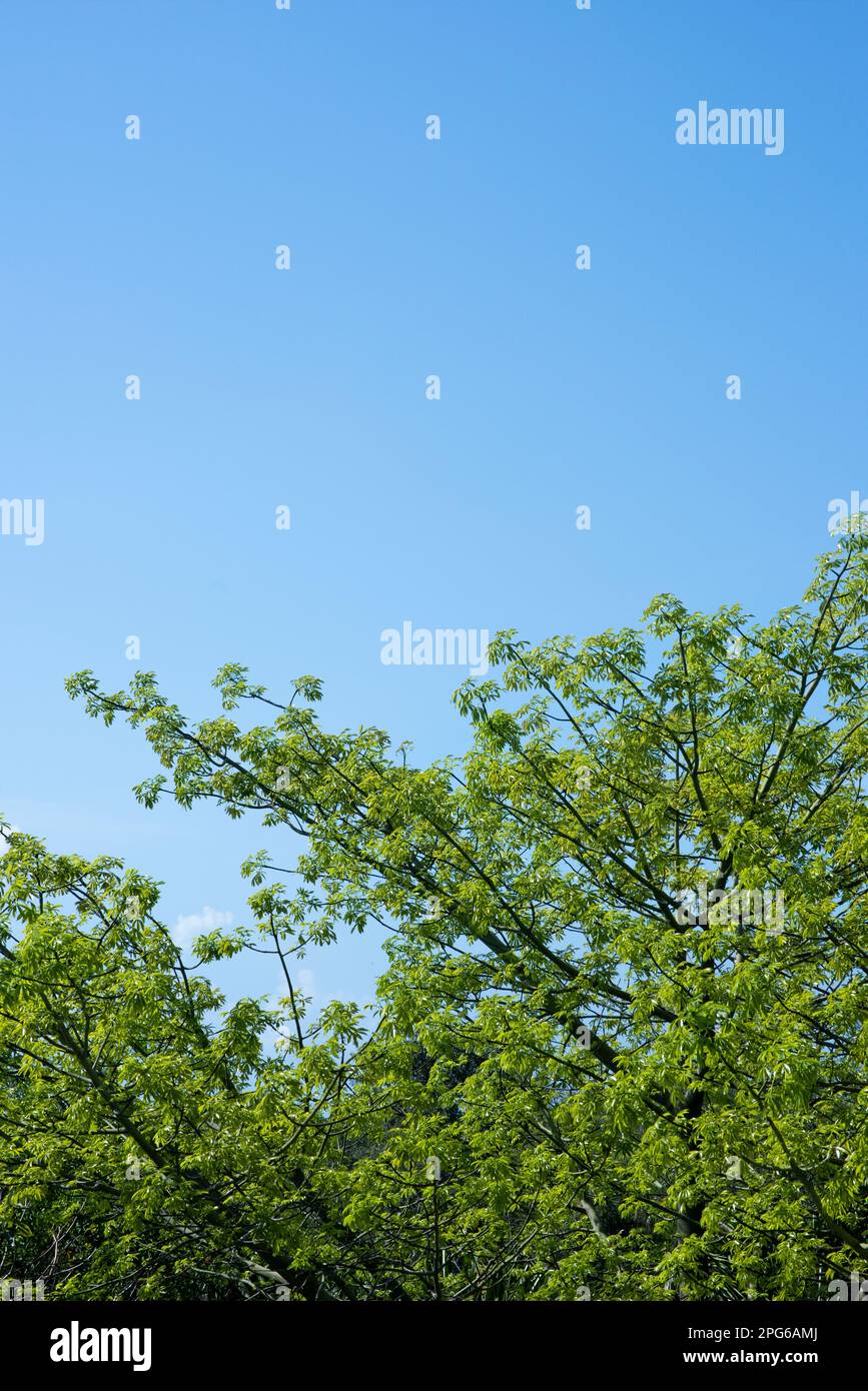 Upper branches and green leaves of a ceiba tree , sacred tree of the ...
