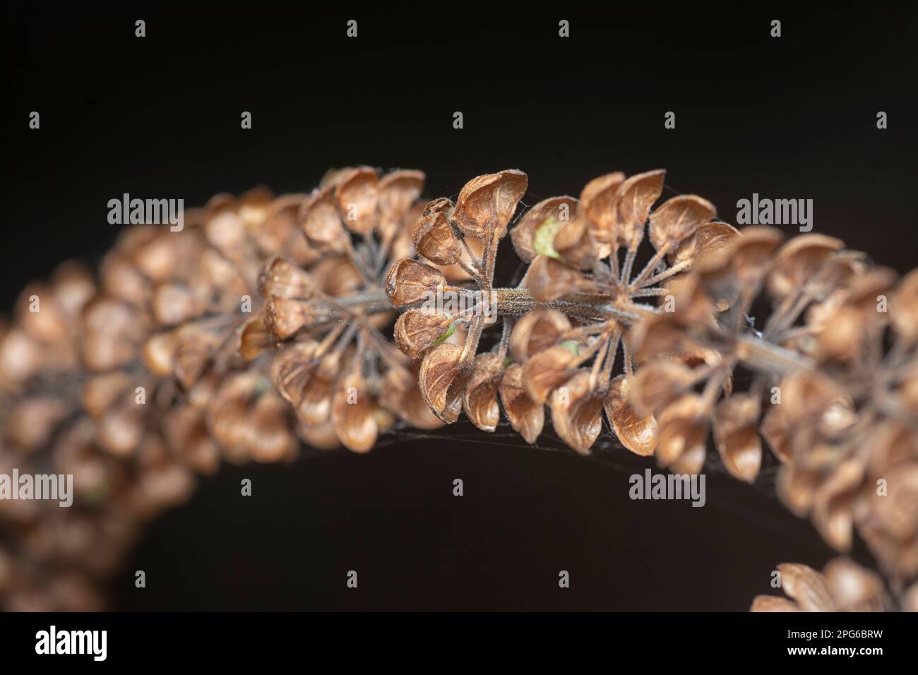 Dead flower stalks hi-res stock photography and images - Alamy