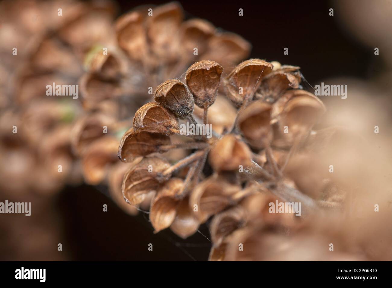 Dead flower stalks hi-res stock photography and images - Alamy