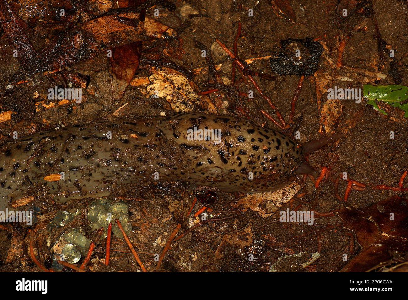 Giant leopard slug (Limax maximus) in leaf litter Stock Photo - Alamy