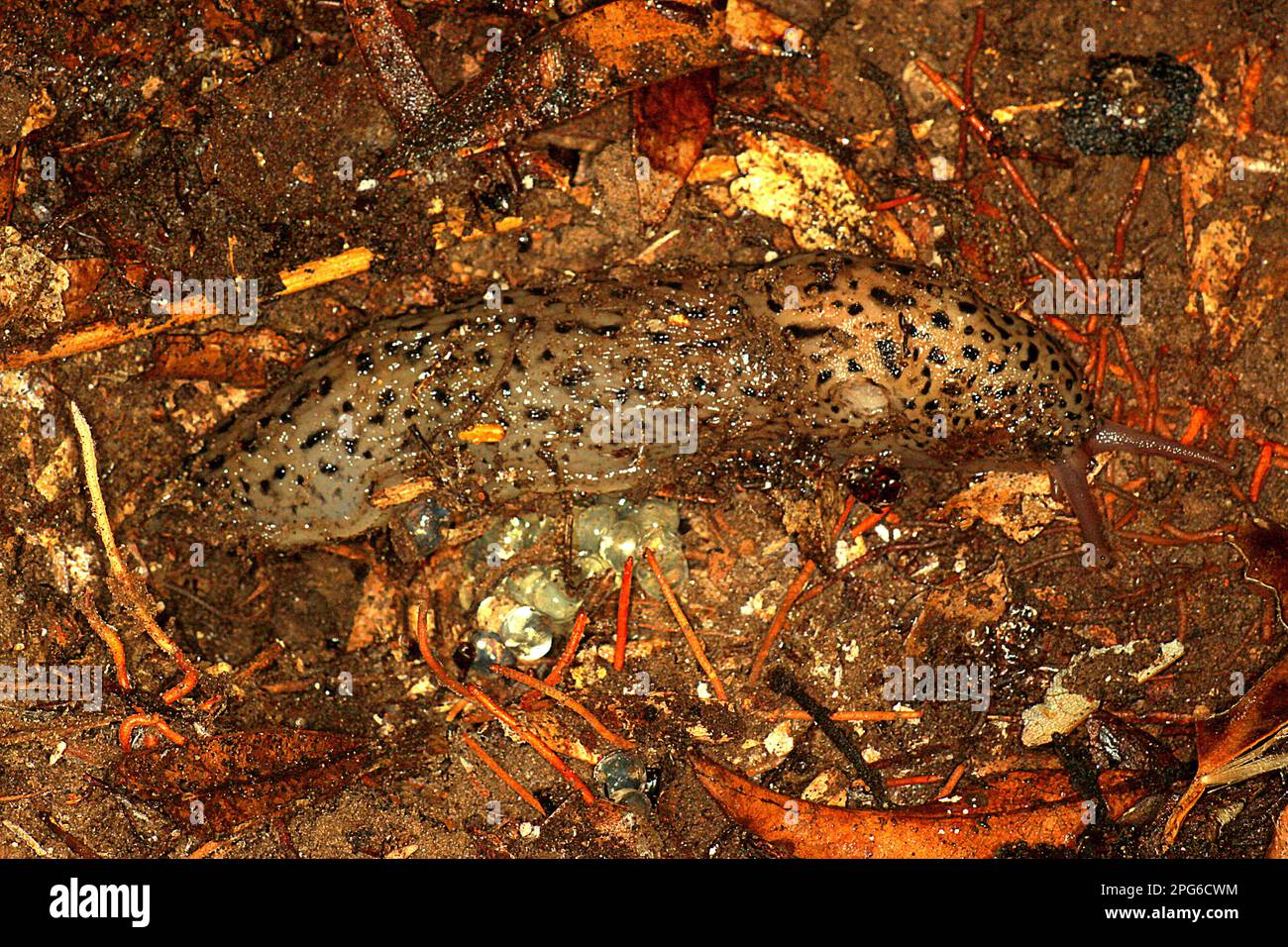 Giant leopard slug (Limax maximus) in leaf litter Stock Photo - Alamy