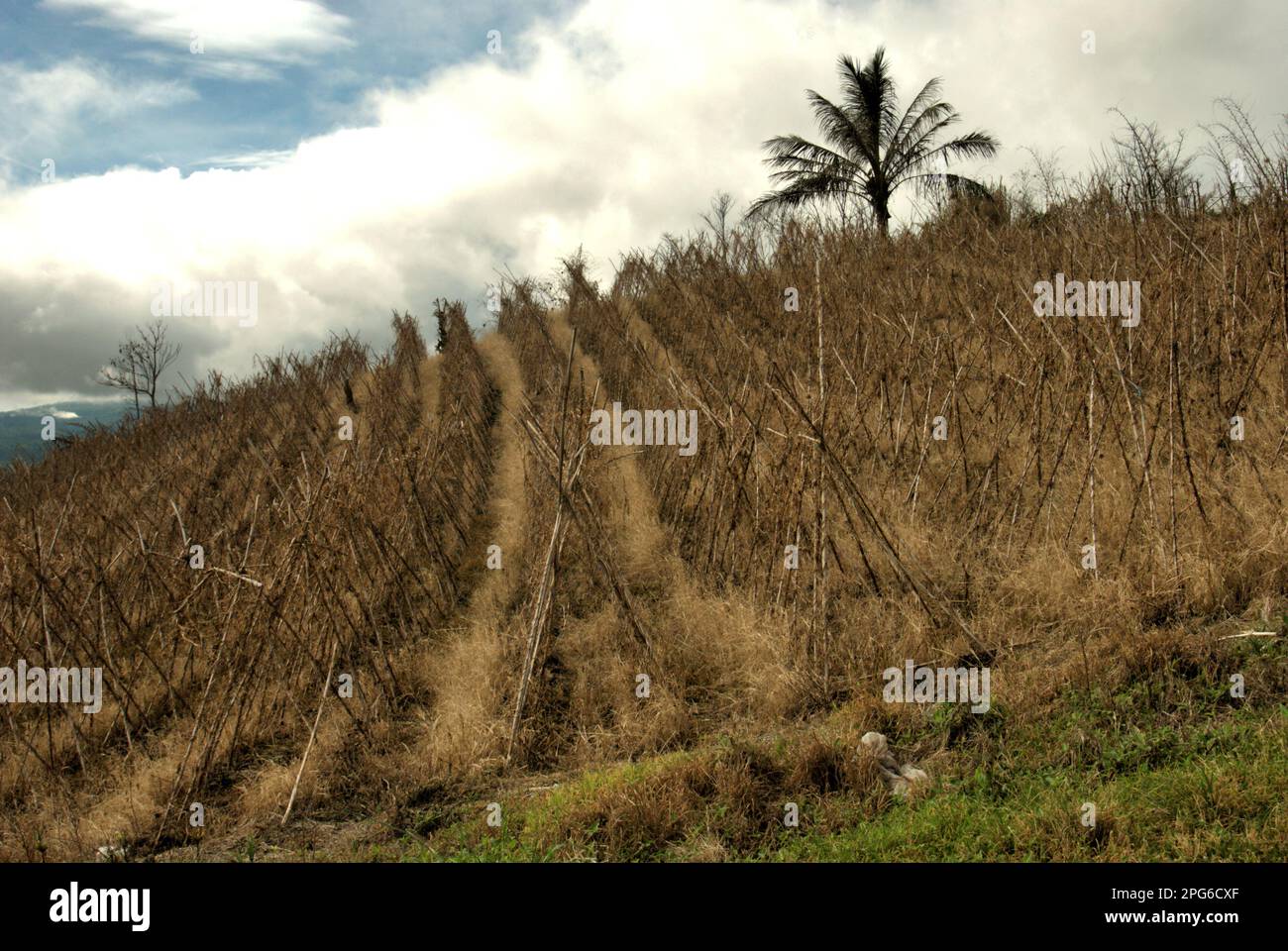 A dry agricultural field on the slope of Mount Lokon, an active volcano ...