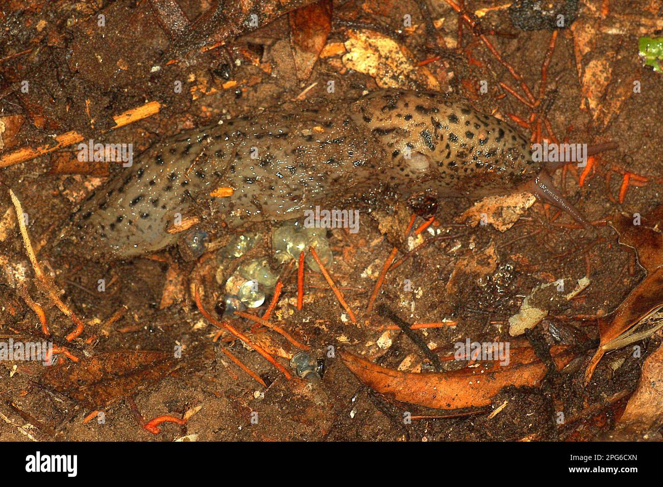 Giant leopard slug (Limax maximus) in leaf litter Stock Photo - Alamy