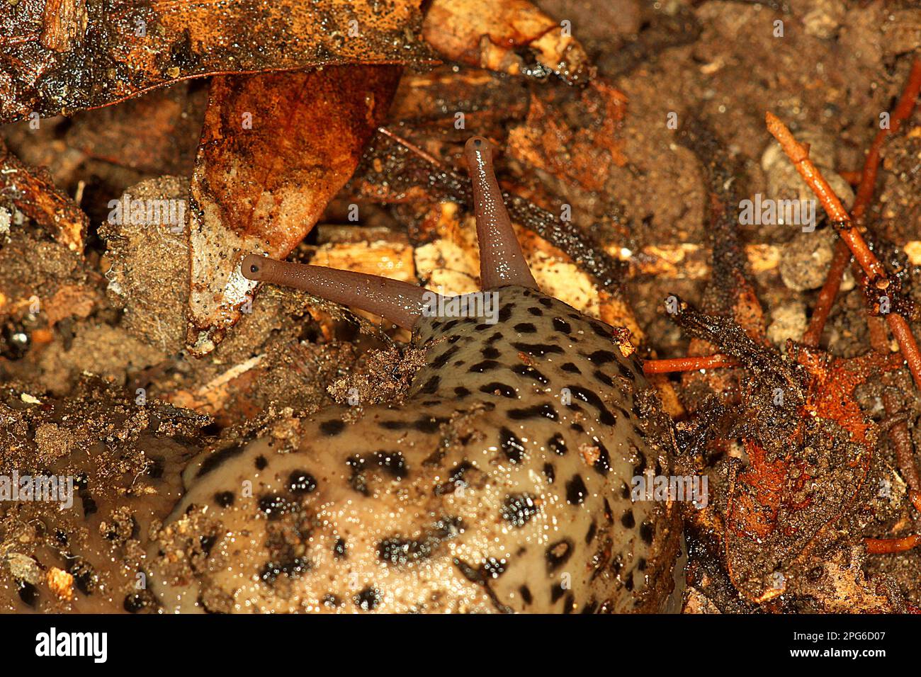 Giant leopard slug (Limax maximus) in leaf litter Stock Photo - Alamy