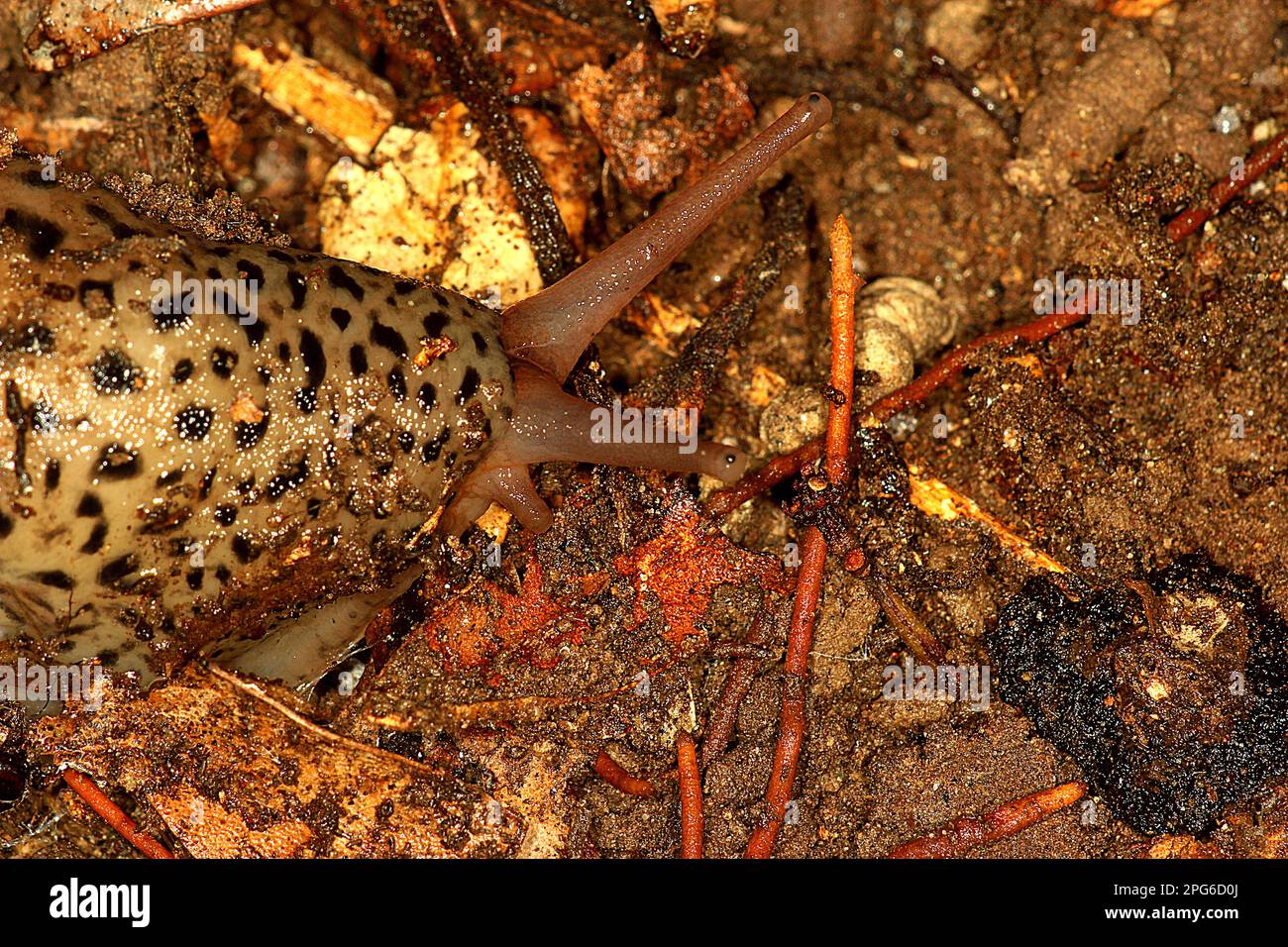 Giant leopard slug (Limax maximus) in leaf litter Stock Photo - Alamy