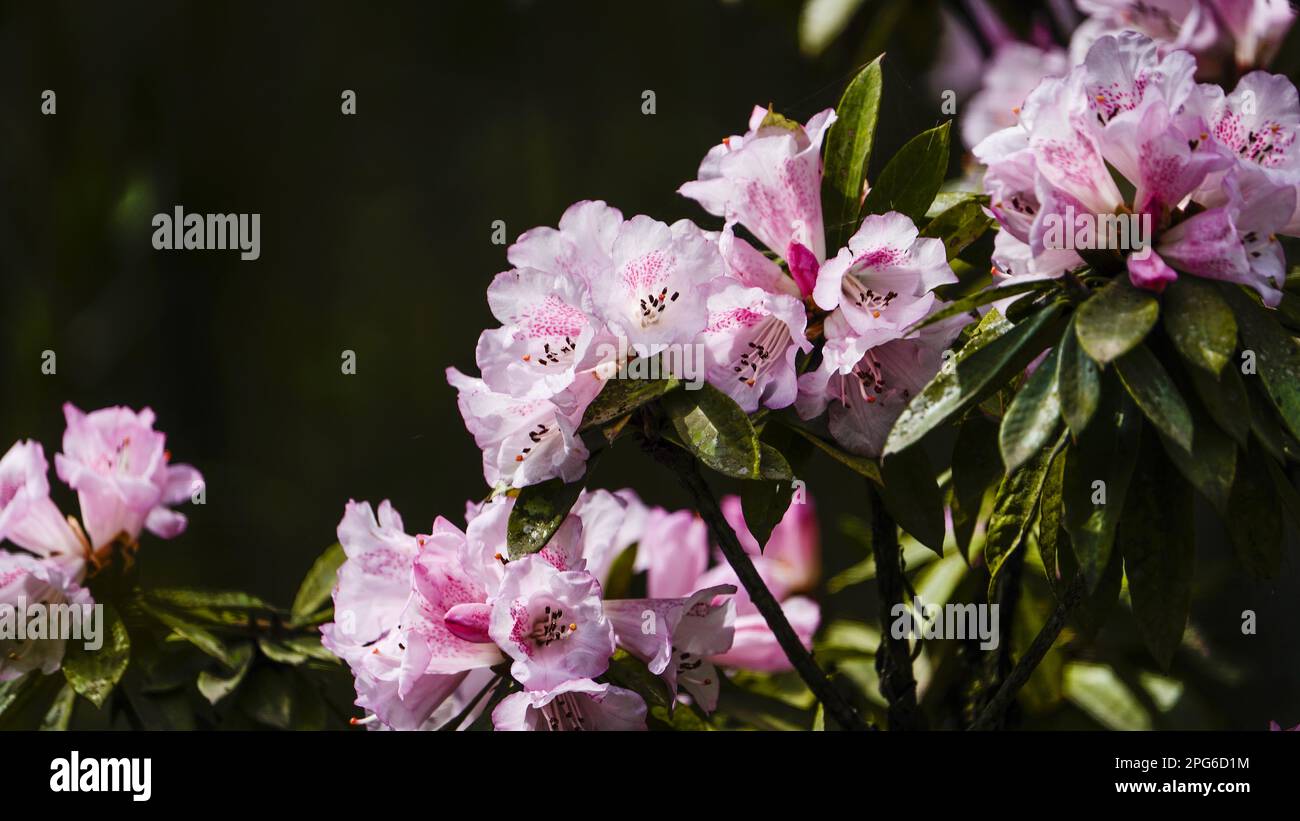 Azaleas are in full bloom at the Panda Valley, attracting giant pandas ...