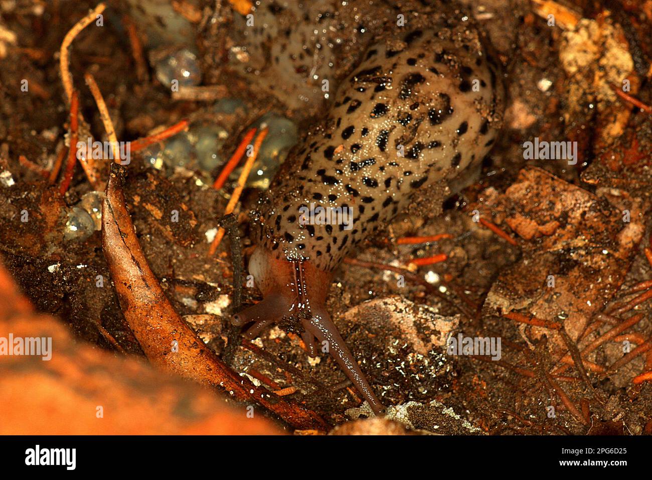 Giant leopard slug (Limax maximus) in leaf litter Stock Photo - Alamy