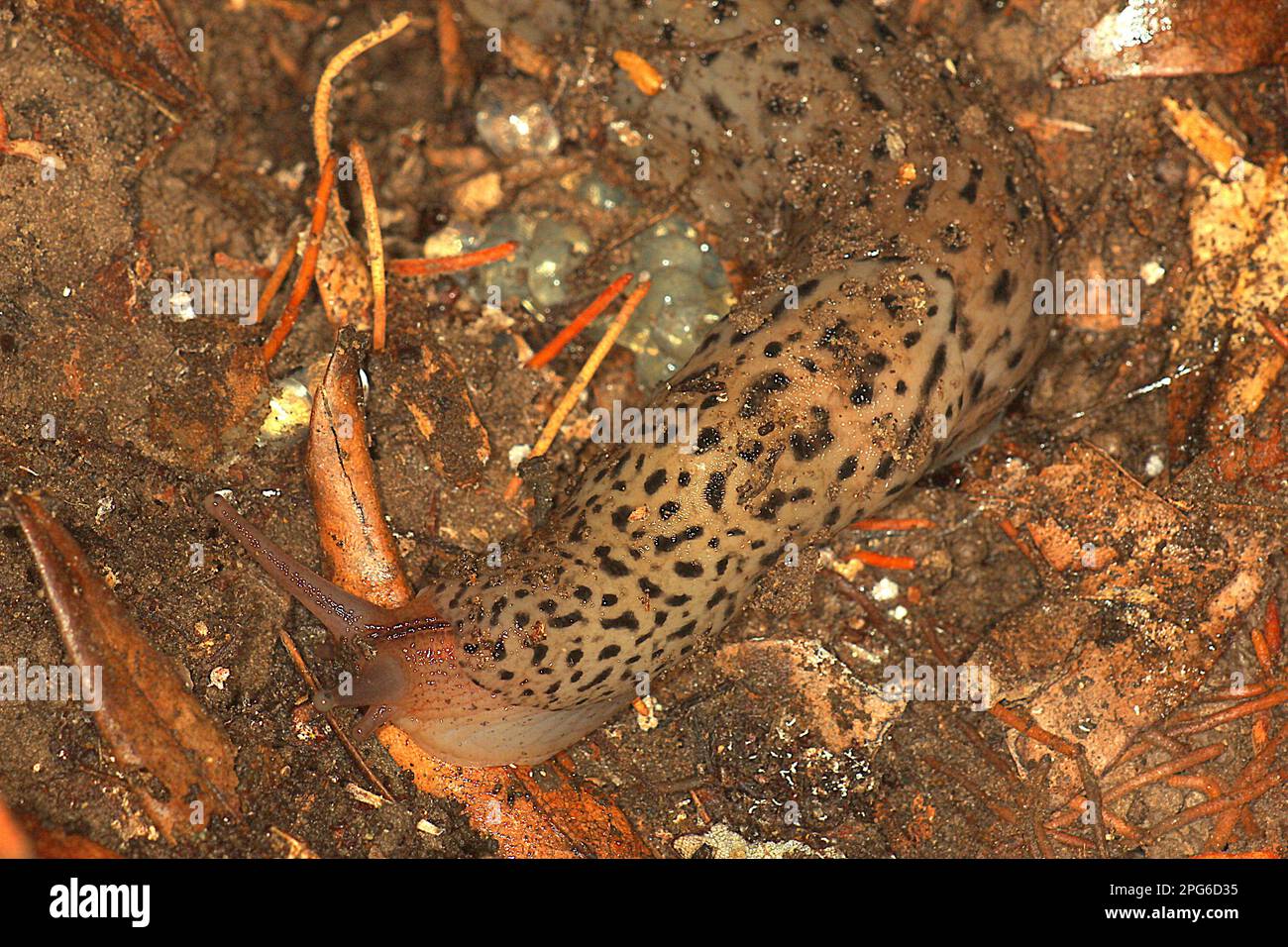 Limax maximus leaf hi-res stock photography and images - Alamy