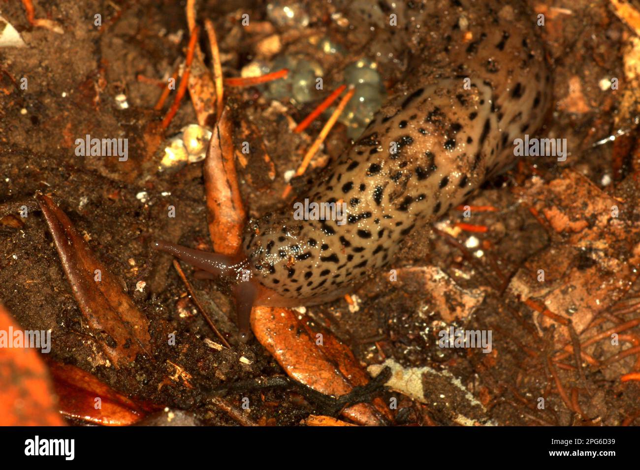 Giant leopard slug (Limax maximus) in leaf litter Stock Photo - Alamy