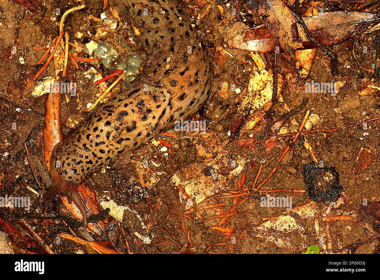 Giant leopard slug (Limax maximus) in leaf litter Stock Photo - Alamy