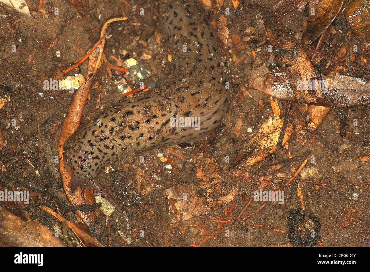 Giant leopard slug (Limax maximus) in leaf litter Stock Photo - Alamy