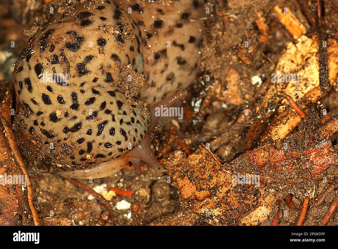 Giant leopard slug (Limax maximus) in leaf litter Stock Photo - Alamy