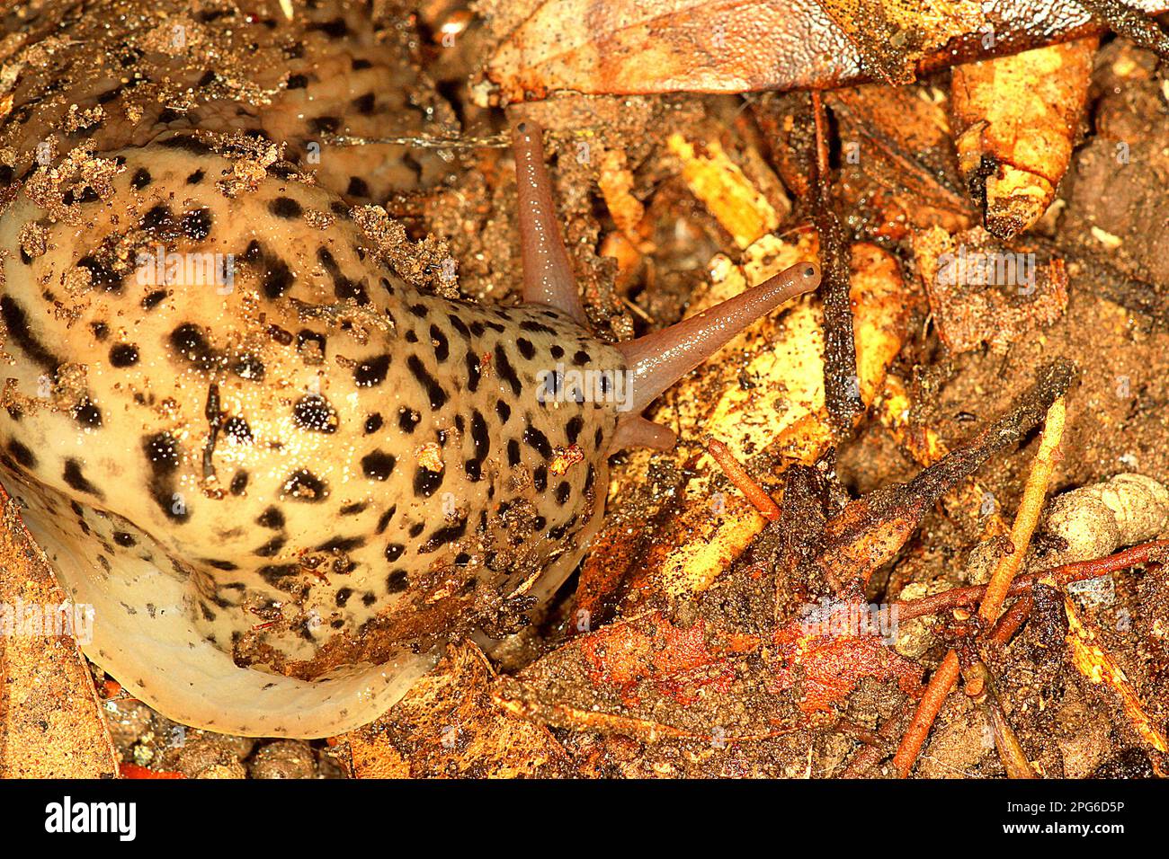 Giant leopard slug (Limax maximus) in leaf litter Stock Photo - Alamy