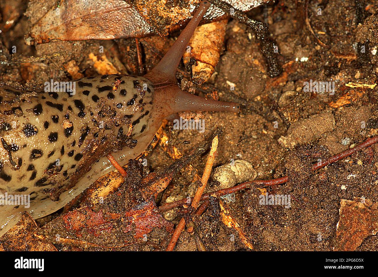 Giant leopard slug (Limax maximus) in leaf litter Stock Photo - Alamy