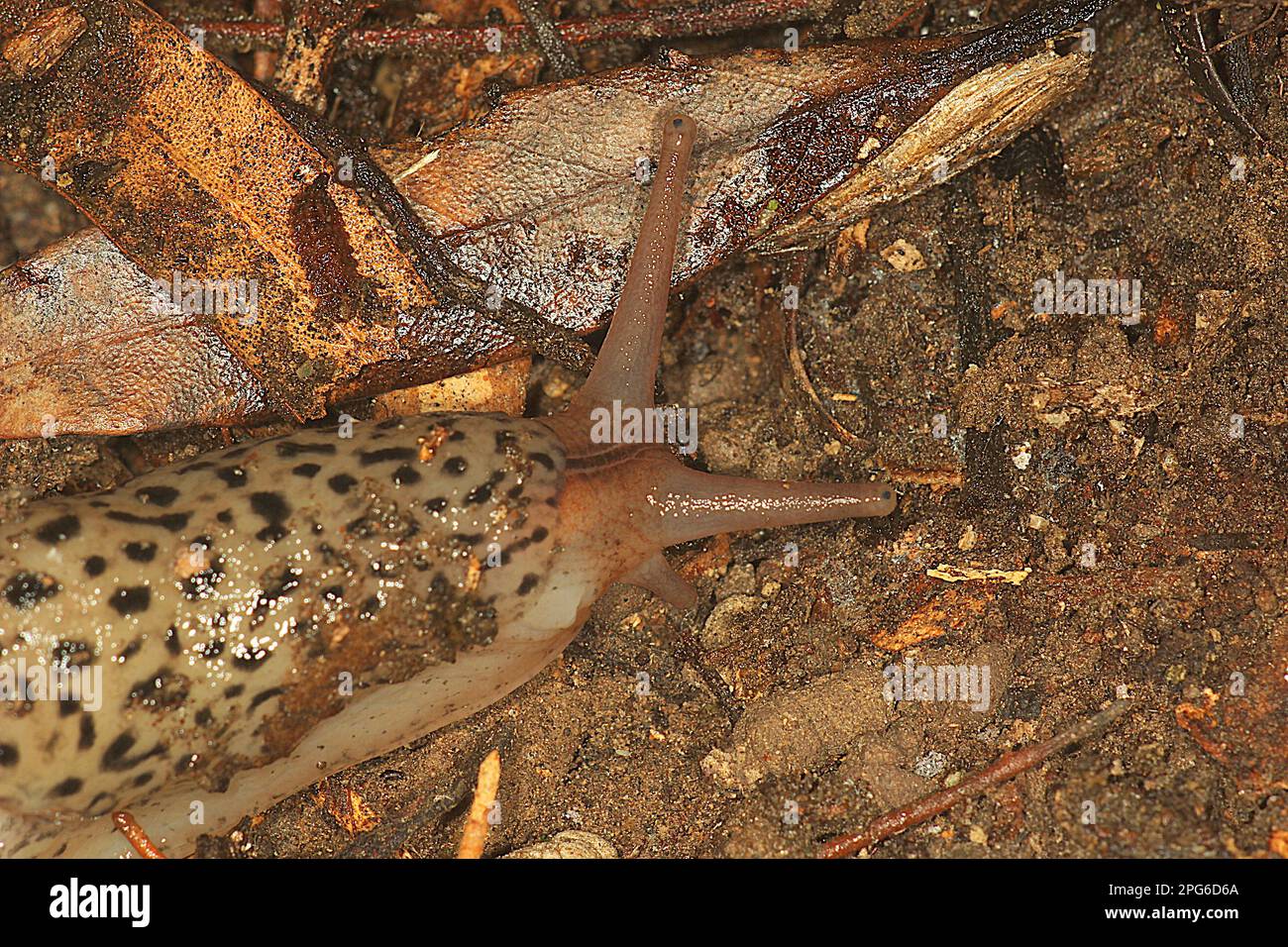 Giant leopard slug (Limax maximus) in leaf litter Stock Photo - Alamy