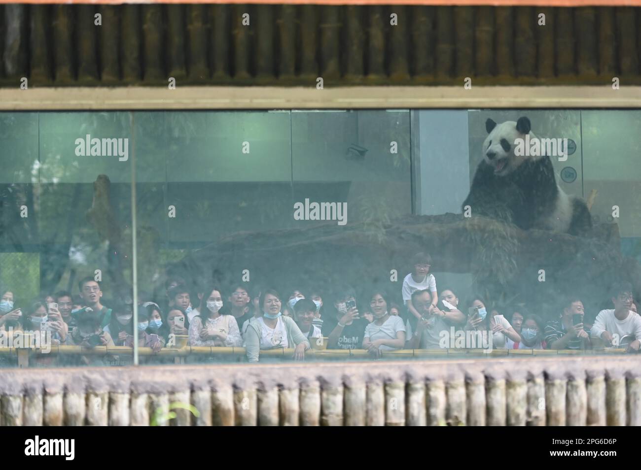 **CHINESE MAINLAND, HONG KONG, MACAU AND TAIWAN OUT** Giant pandas Ya ...