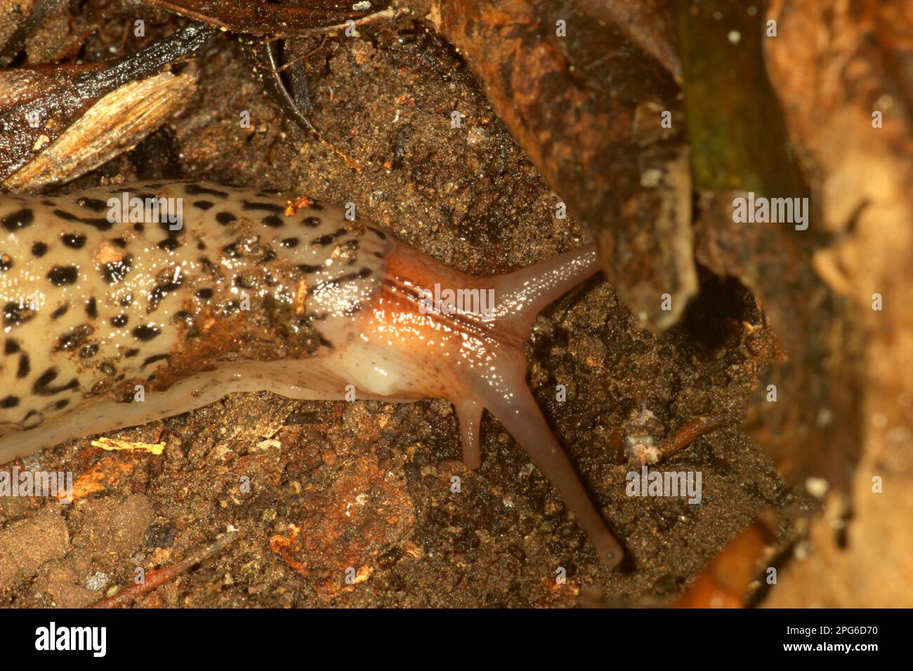 Giant leopard slug (Limax maximus) in leaf litter Stock Photo - Alamy