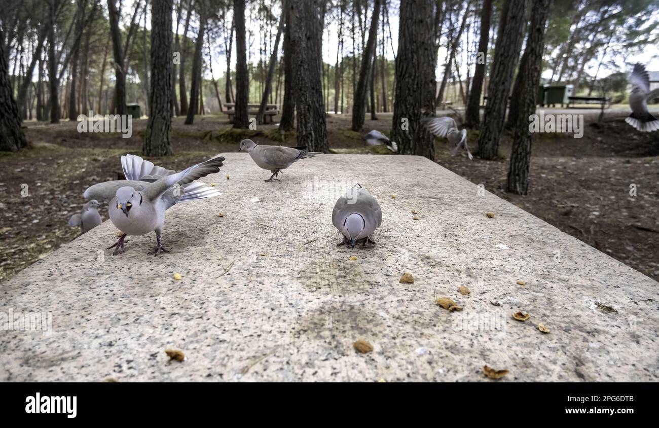 Detail of wild birds eating seeds in a forest in nature Stock Photo - Alamy