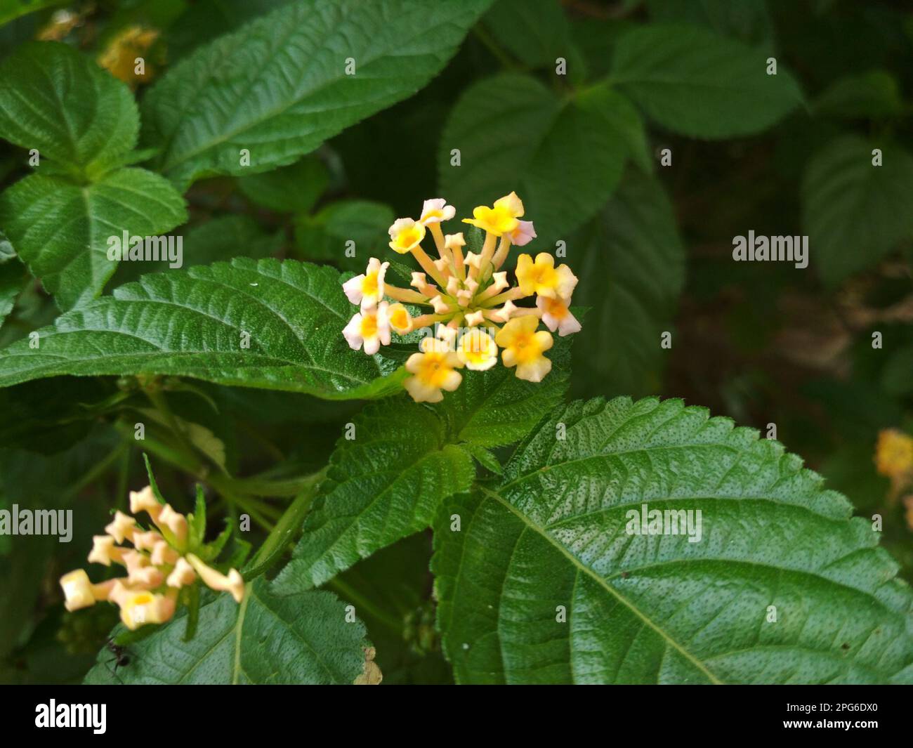A vibrant closeup of a Lantana camara flower shows yellow petals and an ...