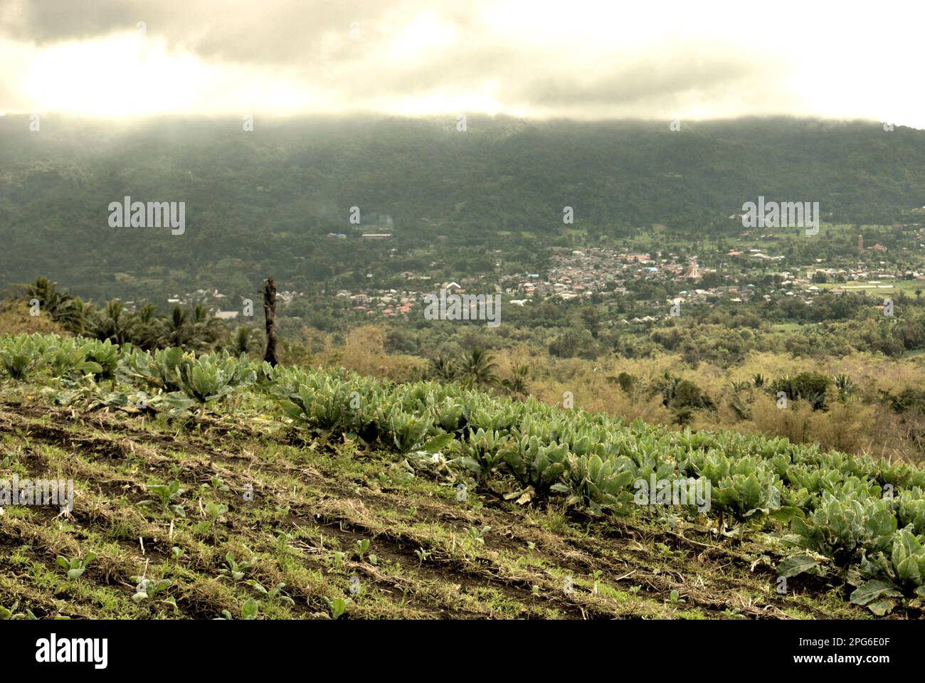 Agricultural field overlooking Tomohon City and the ancient caldera rim ...