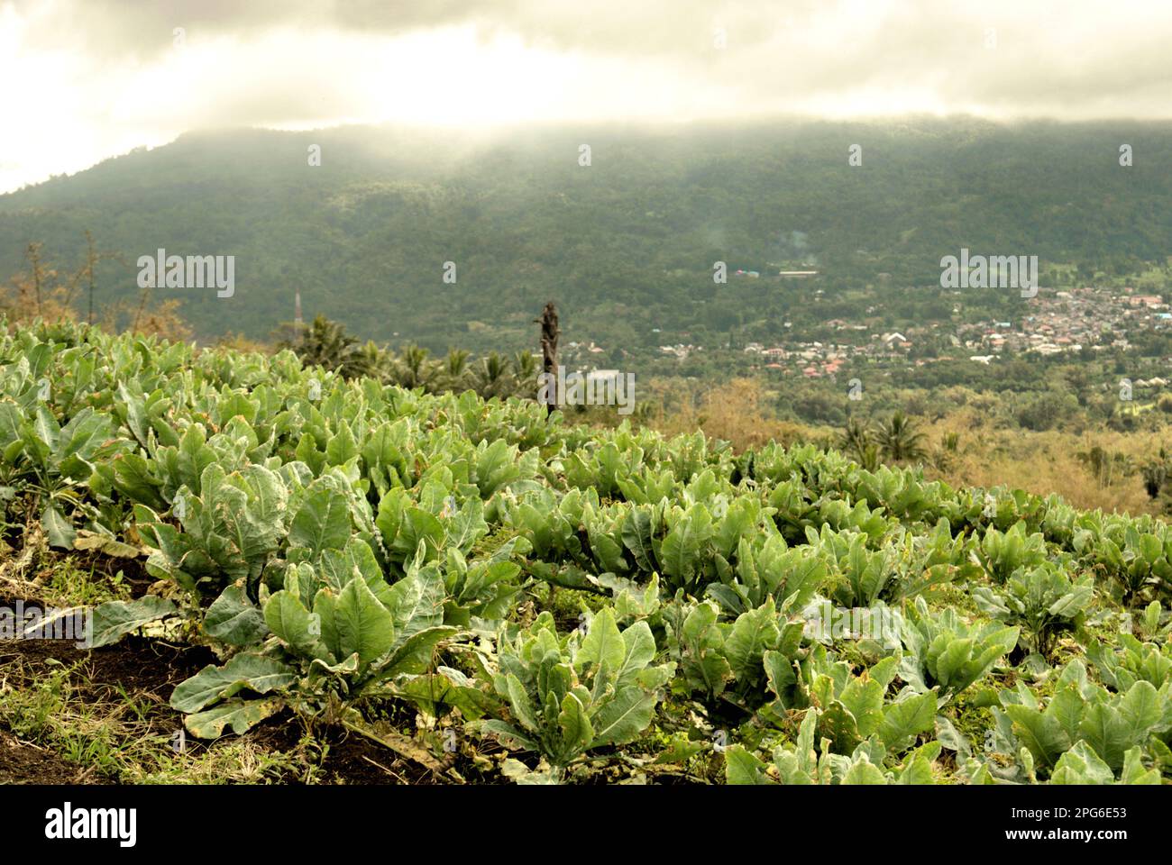 Agricultural field overlooking Tomohon City and the ancient caldera rim ...